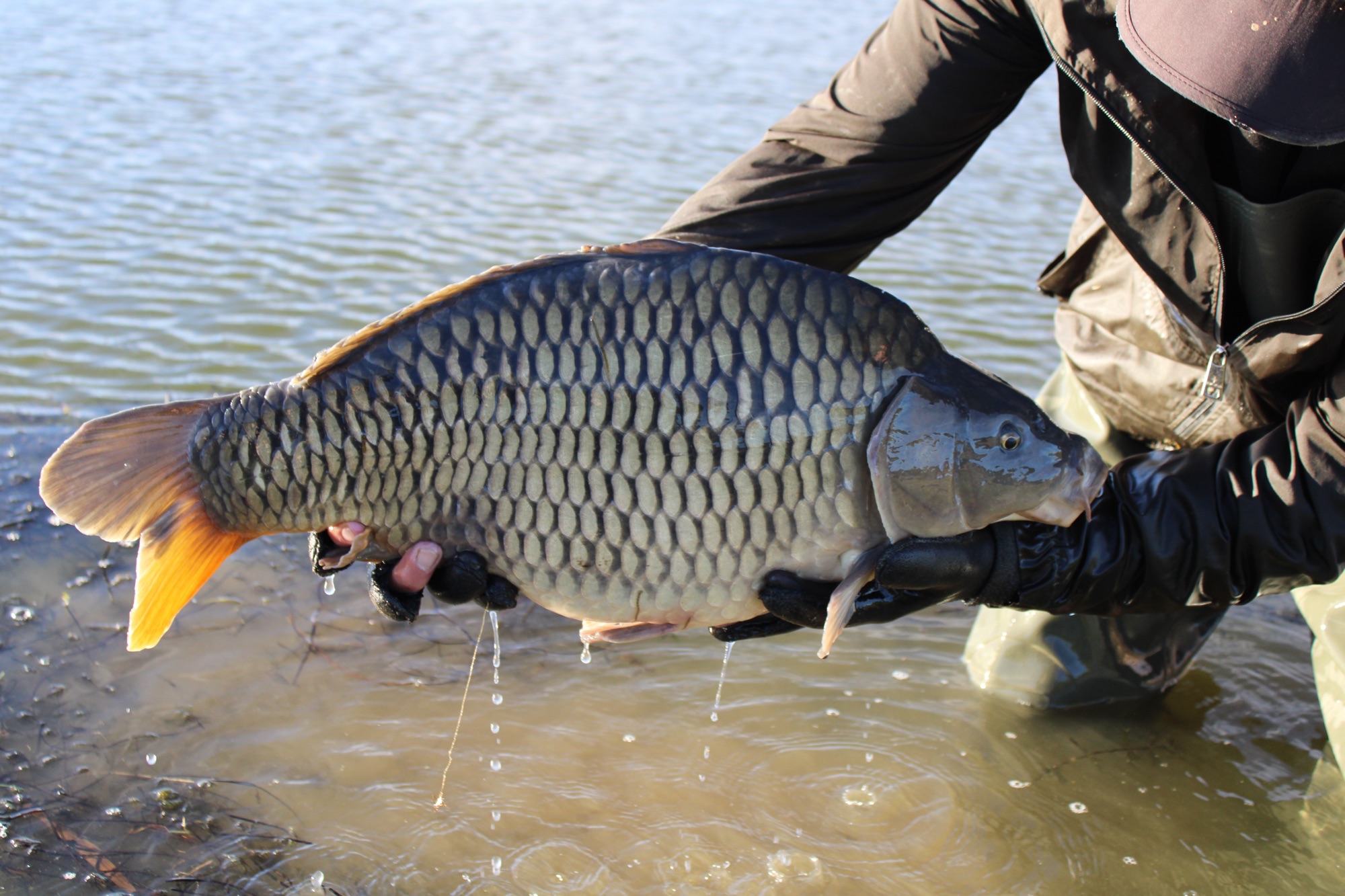 East Yorkshire Fish FarmCarp Stock Specialists in East Riding of Yorkshire